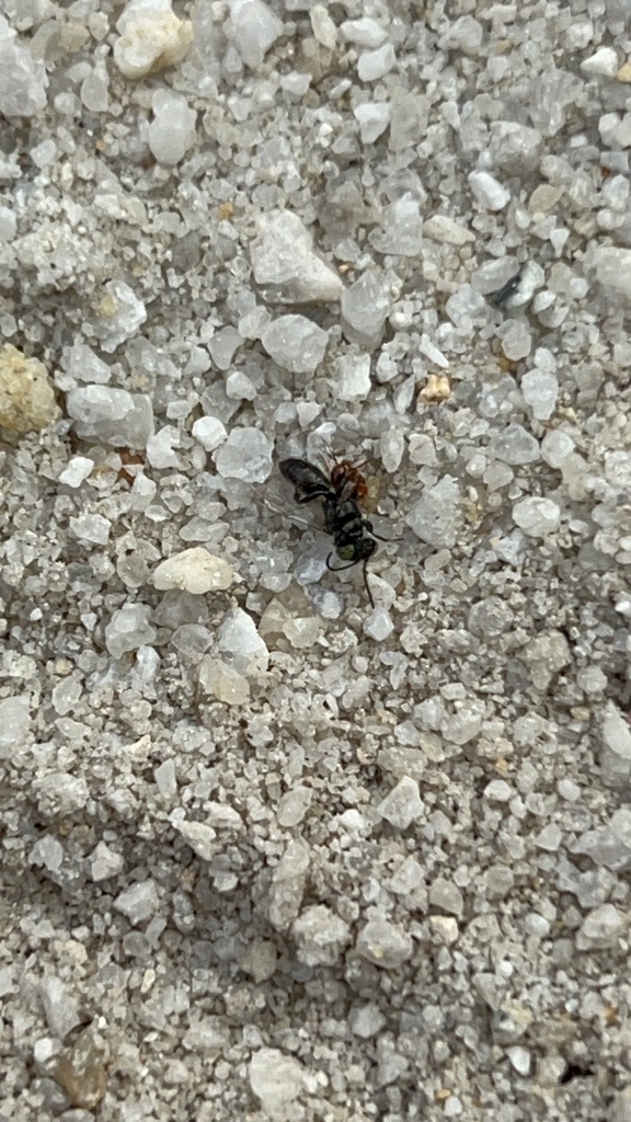 Crabroninae from Singapore Island, Singapore, SG, SG on August 18, 2024 ...