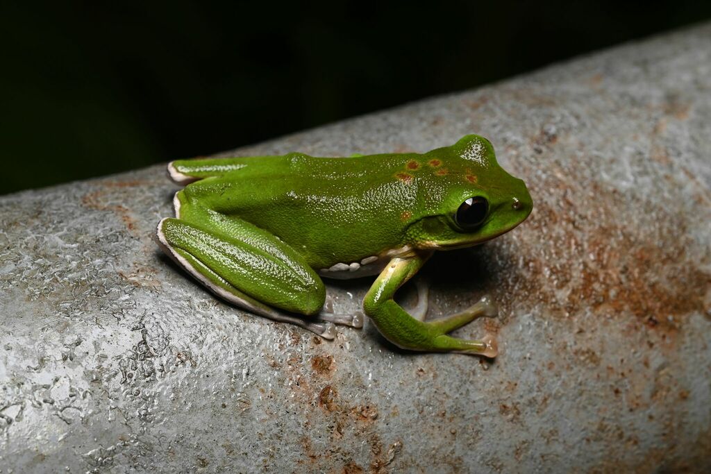 Chinese Flying Frog from 中国福建省福州市晋安区 on August 16, 2024 at 06:45 PM by ...