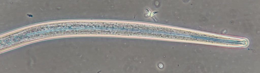 Nematodes from Park Ridge QLD 4125, Australia on August 17, 2024 at 01: ...