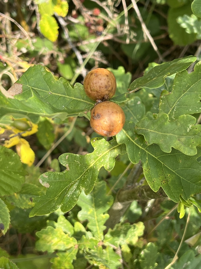 Oak Marble Gall Wasp from Fingringhoe Firing Range, Colchester, England ...
