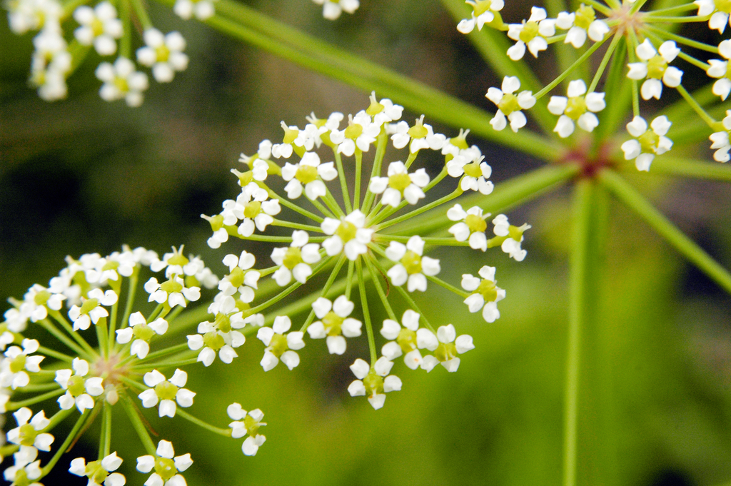 Cowbane (Priority Flowering Plants of Great Smoky Mountains National ...