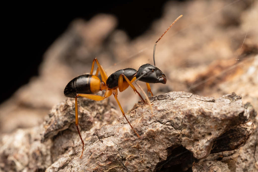 Banded Sugar Ant (Insects of Morn Pen) · iNaturalist