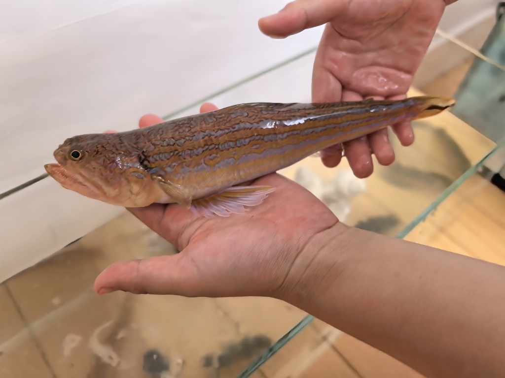 Painted Grinner from 大潭湾, 赤柱, 香港, HK on August 18, 2024 at 07:06 PM by ...