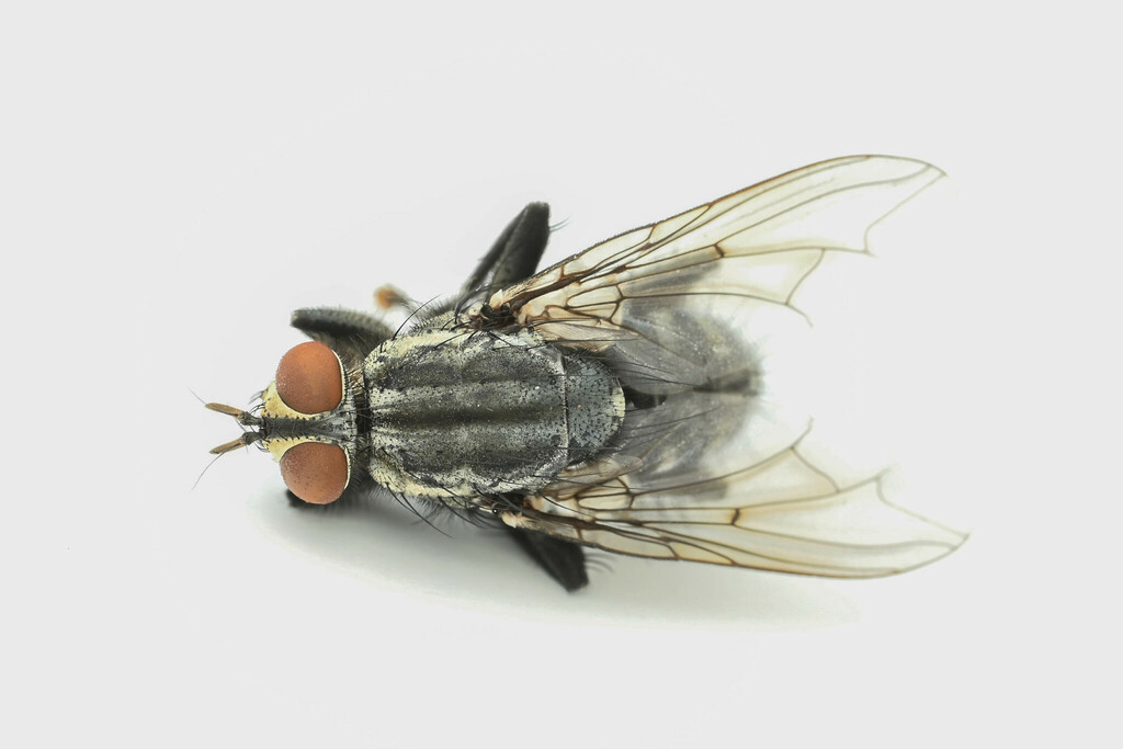 Boettcheria bisetosa from 美国纽约伊萨卡 on August 16, 2024 at 05:00 AM by ...