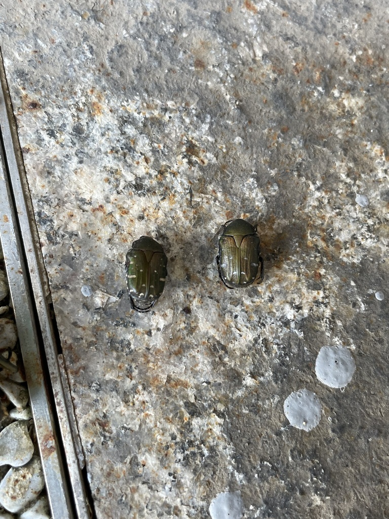 Blue Flower Chafer from 日本、〒134-0086 東京都江戸川区臨海町 on August 18, 2024 at ...