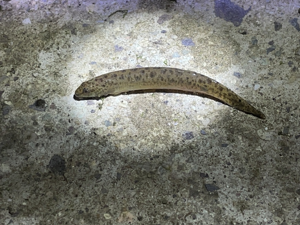Oriental Weatherfish from 岱山海岛公园, 舟山市, 浙江省, CN on August 18, 2024 at 08 ...