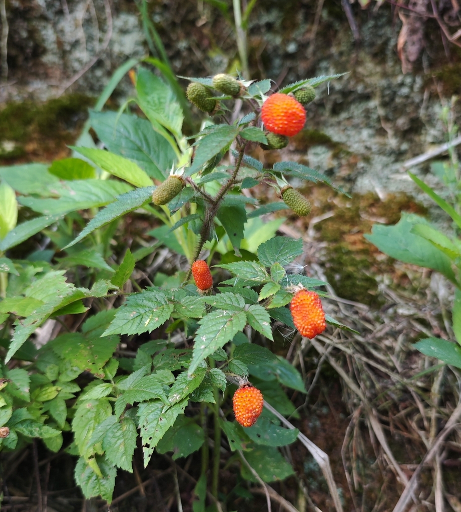 Rubus sumatranus from 贵州省黔南布依族苗族自治州都匀市毛尖镇高寨 on August 18, 2024 at 07:32 ...