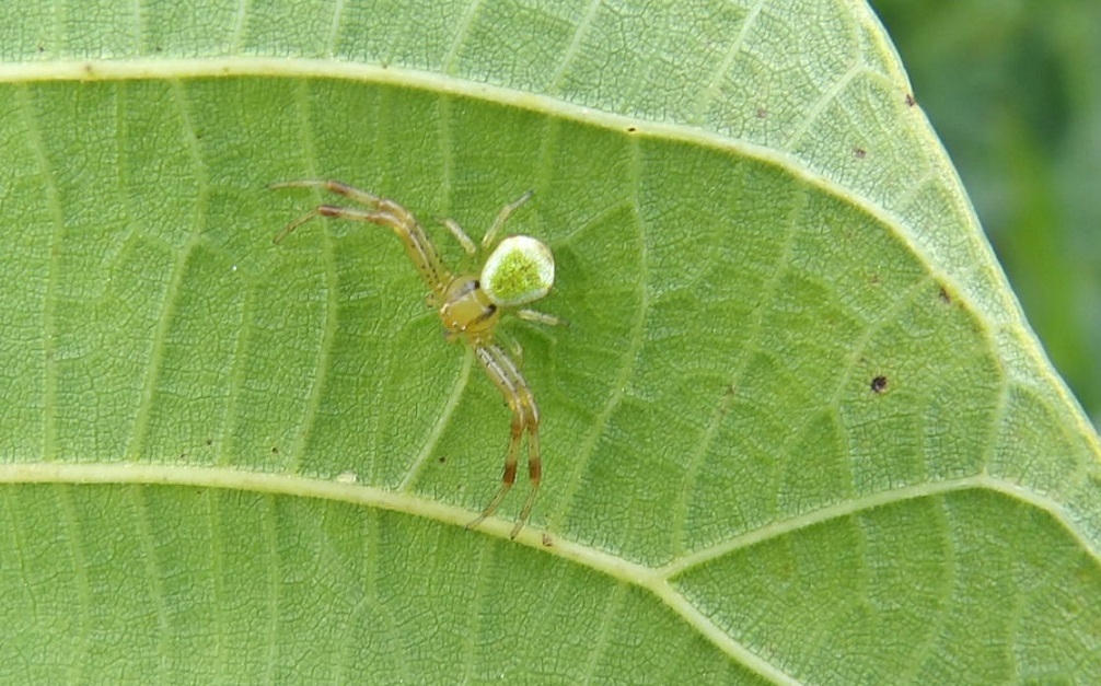 Triangle Crab Spider from Chociszewo, Polska on August 18, 2024 at 11: ...