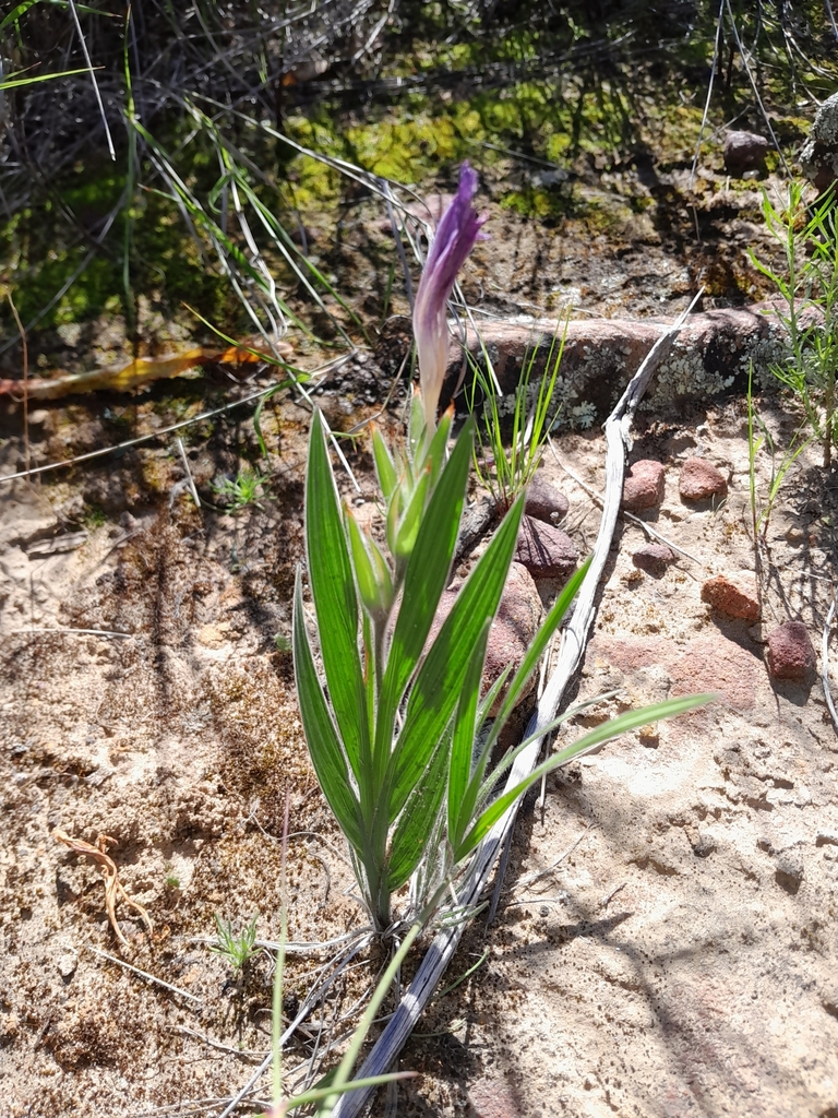 Baboon Root from West Coast, ZA-WC, ZA on August 18, 2024 at 12:30 PM ...
