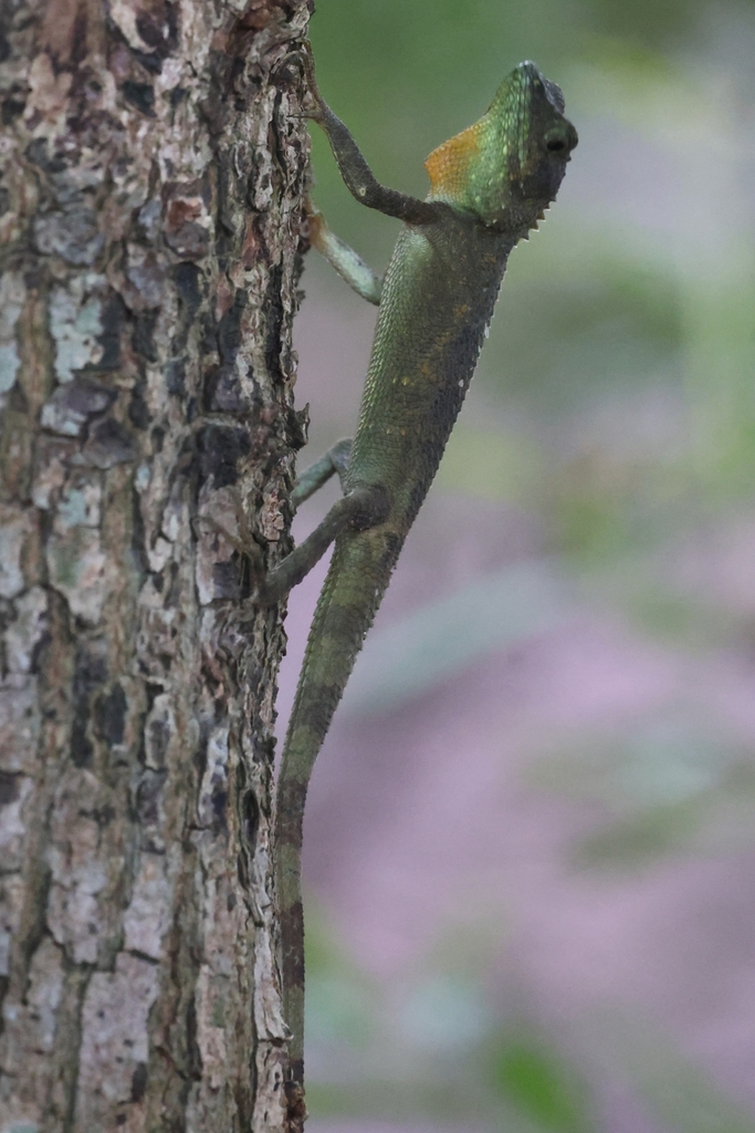 Okinawa Tree Lizard in August 2024 by Jonathan · iNaturalist