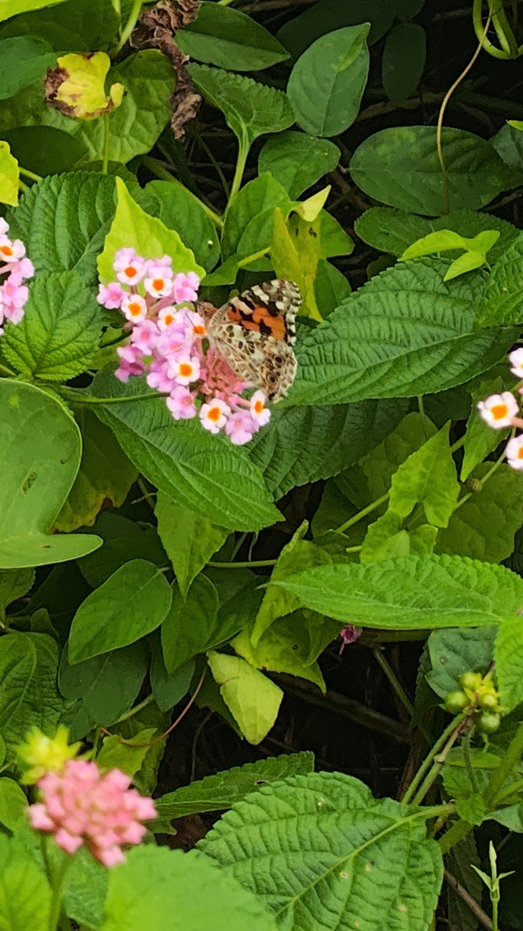 Painted Lady from 2629+WR2, Valappu, Kochi, Kerala 682508, India on ...