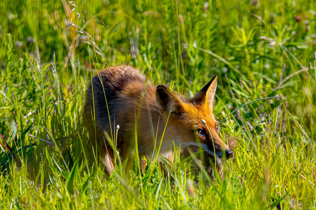 Red Fox from Kent County, DE, USA on May 31, 2024 at 08:12 AM by John ...