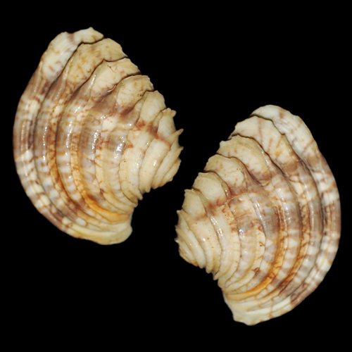 King Venus (Lirophora paphia)