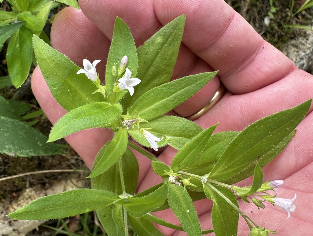 Summer Bluet from Co. Rd. 175 at St. Hwy 9, Cherokee County, AL, USA on ...