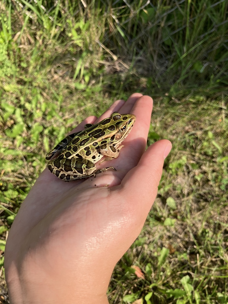 Northern Leopard Frog from 129th Ave N, Dayton, MN, US on August 18 ...