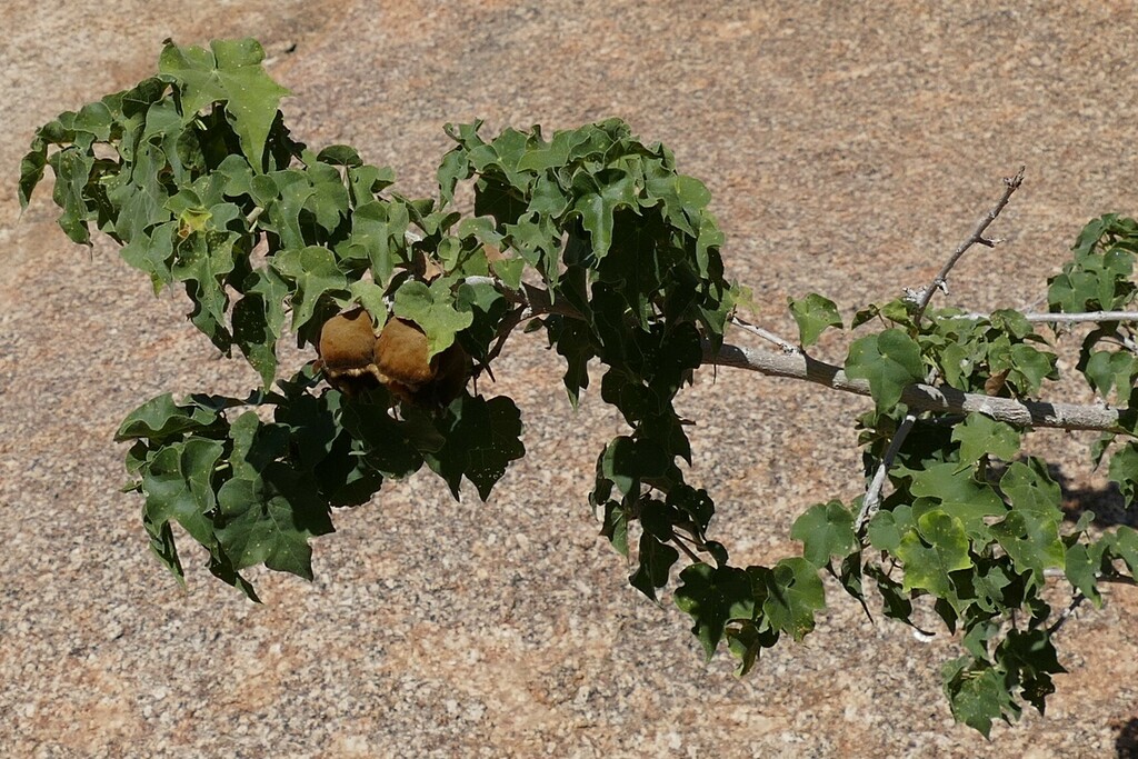 African Star-Chestnut (Sterculia africana) - Botanical Realm