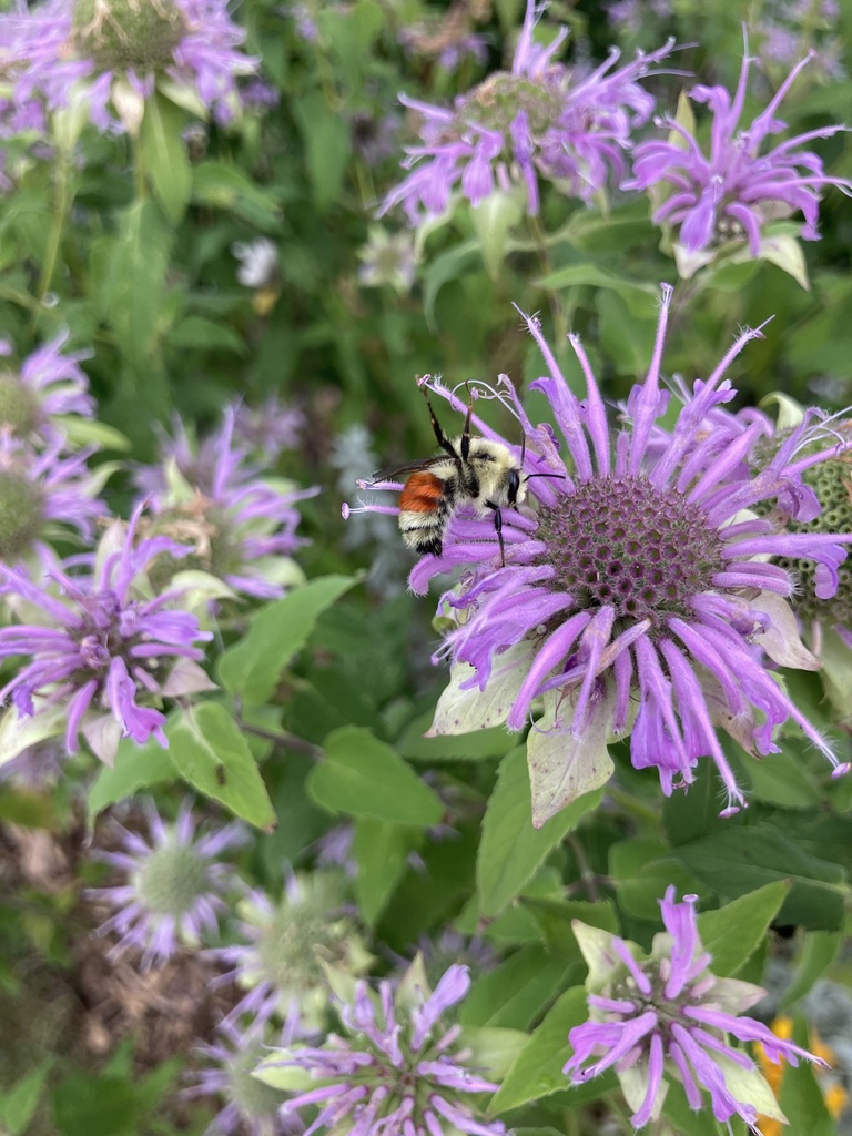 Hunt's Bumble Bee from Southeast Calgary, Calgary, AB, Canada on August ...