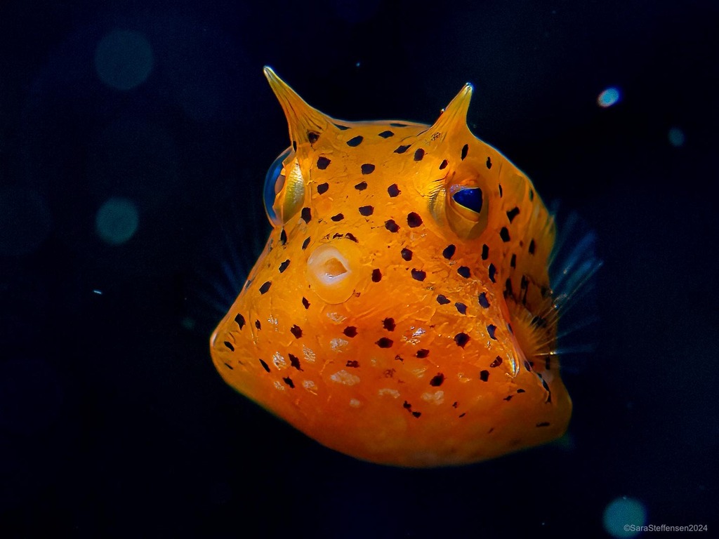 Thornback Cowfish from Batangas, Philippines on February 19, 2015 at 01 ...