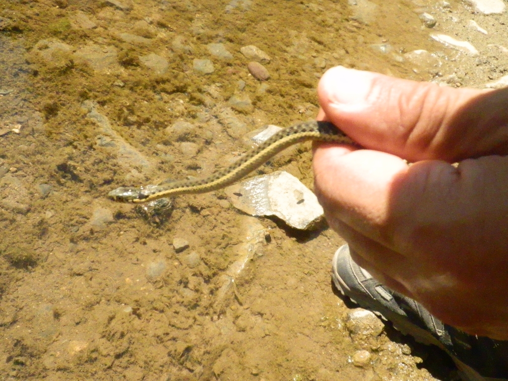Two-striped Garter Snake in August 2024 by K · iNaturalist