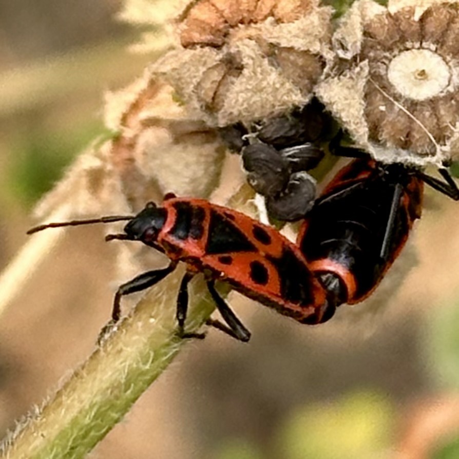 European Firebug from Boise State University District, Boise, ID, USA on July 29, 2024 at 11:05 ...