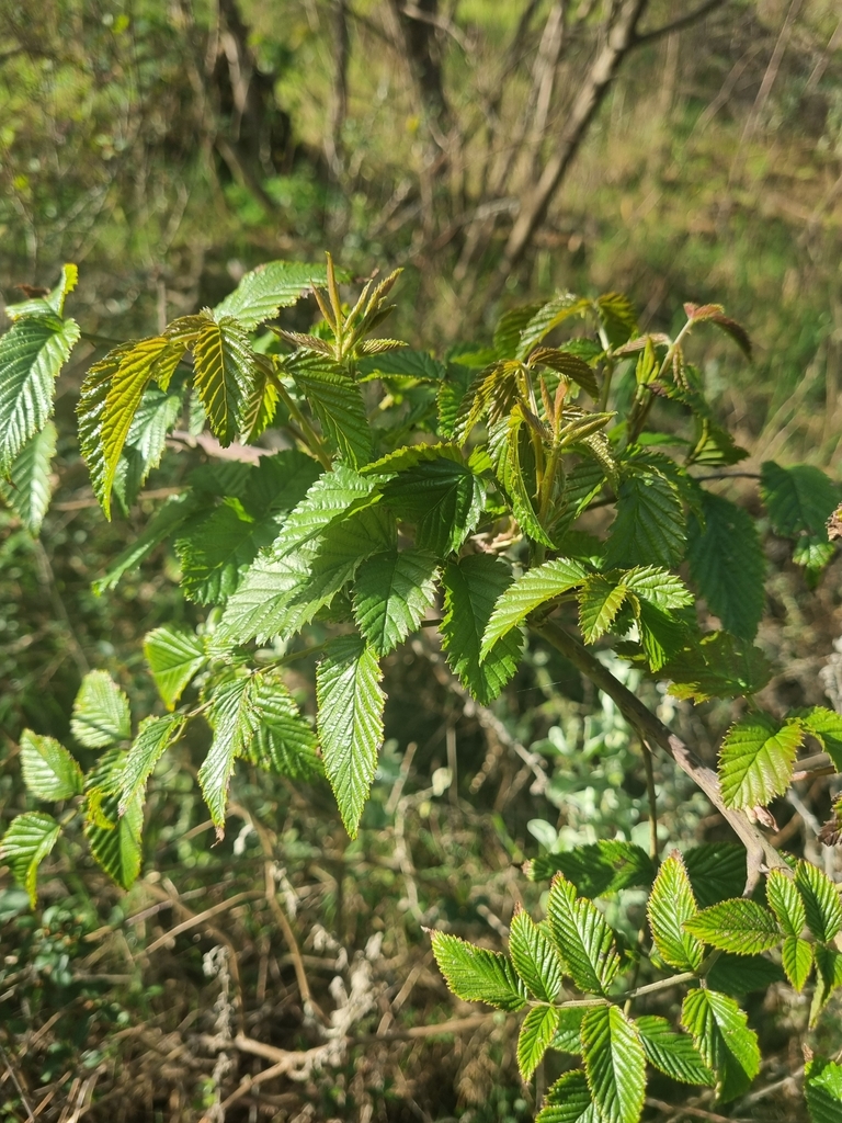 South African Raspberry from Stellenbosch Municipality, South Africa on ...