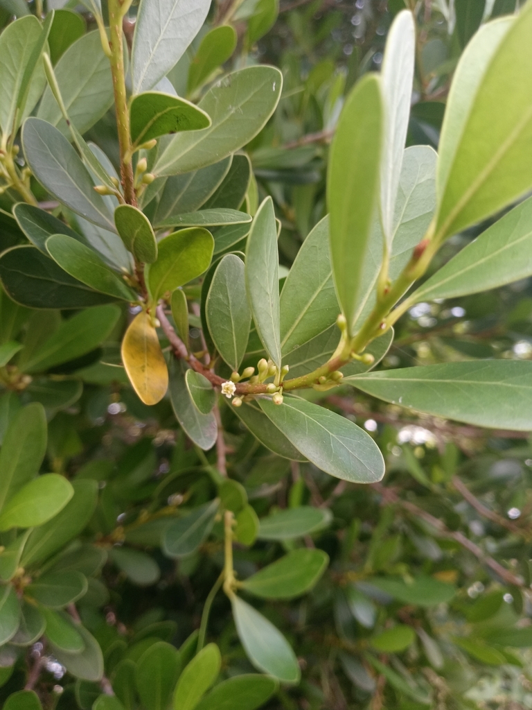bully trees from G59X+JJR, Acul Des Pins, Haïti on July 10, 2024 at 01: ...