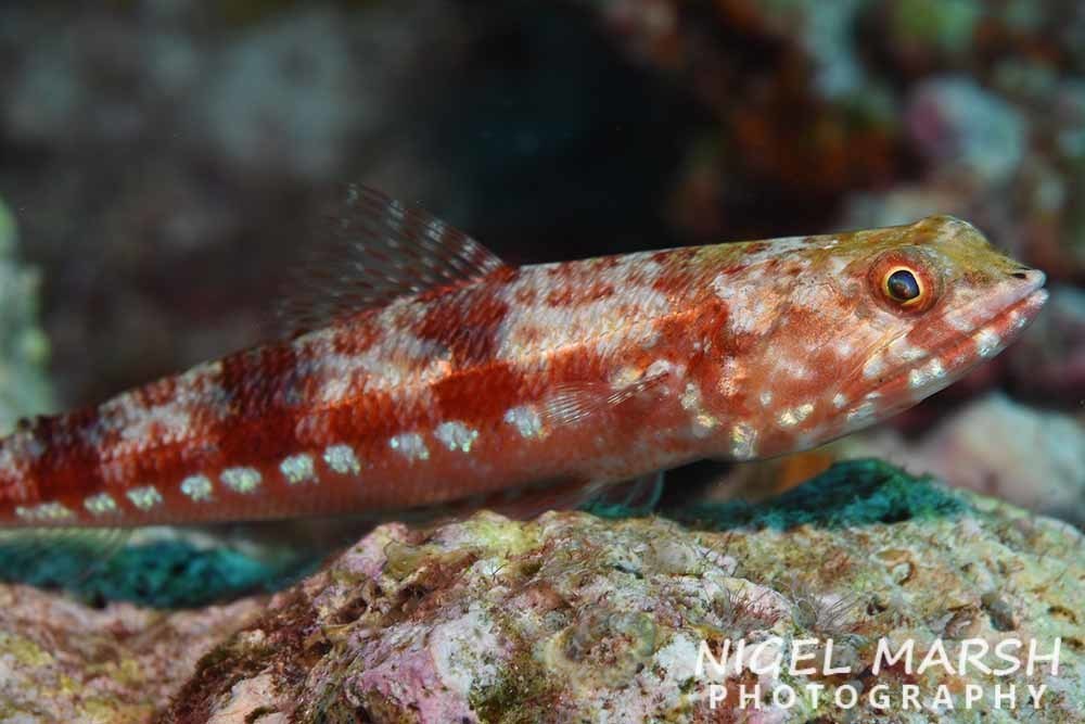Variegated Lizardfish from Broome, WA, Australia on September 14, 2016 ...