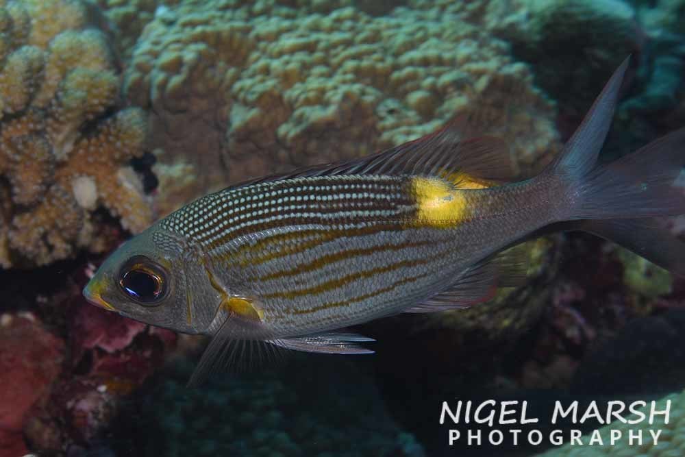 Striped Large-eye Bream (Gnathodentex aureolineatus) - Marine Life ...