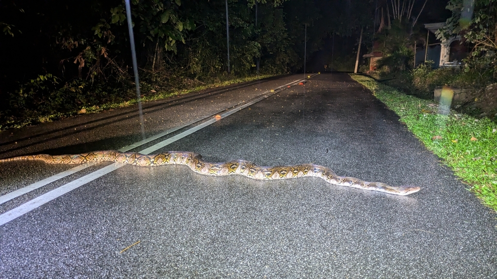 Reticulated Python from Padang Mat Sirat, 07000 Langkawi, Kedah ...