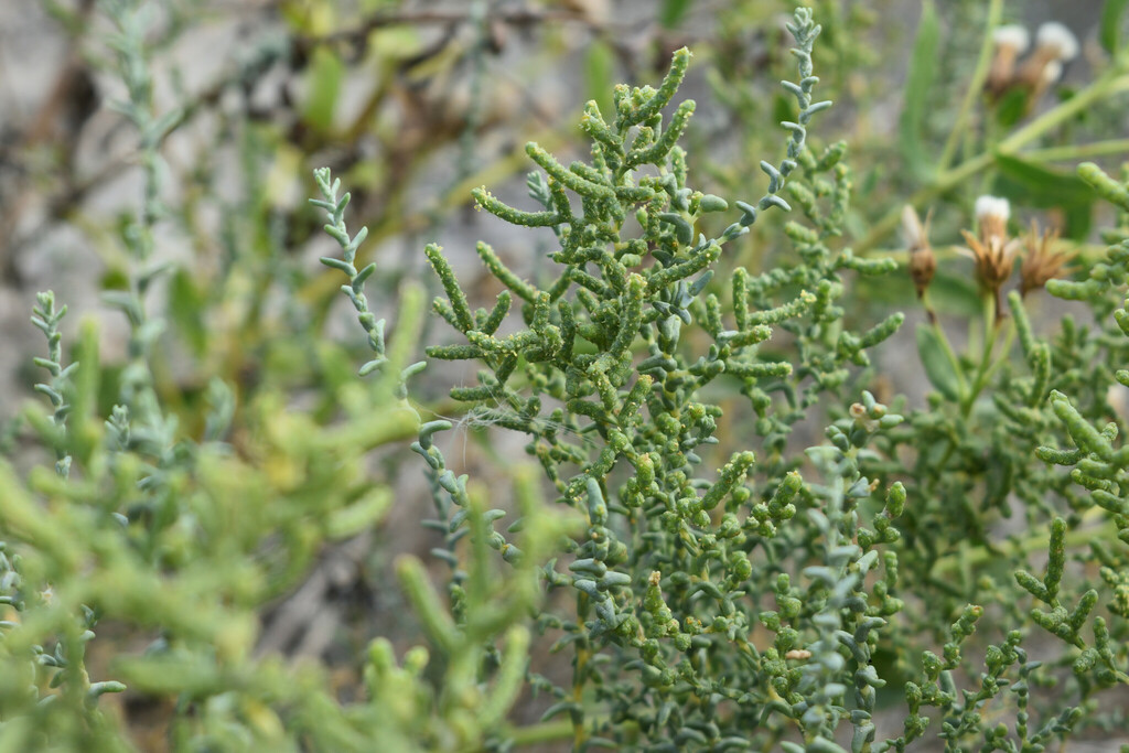 Kalidium caspicum from Aktogay District, Kasachstan on August 13, 2024 ...