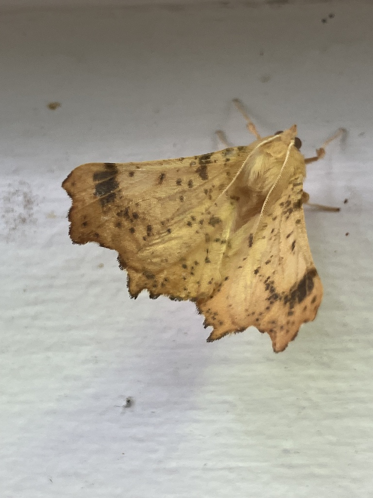 Maple Spanworm Moth from Covington, MI, US on August 18, 2024 at 12:34 ...