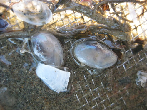 género Theora · NaturaLista Colombia