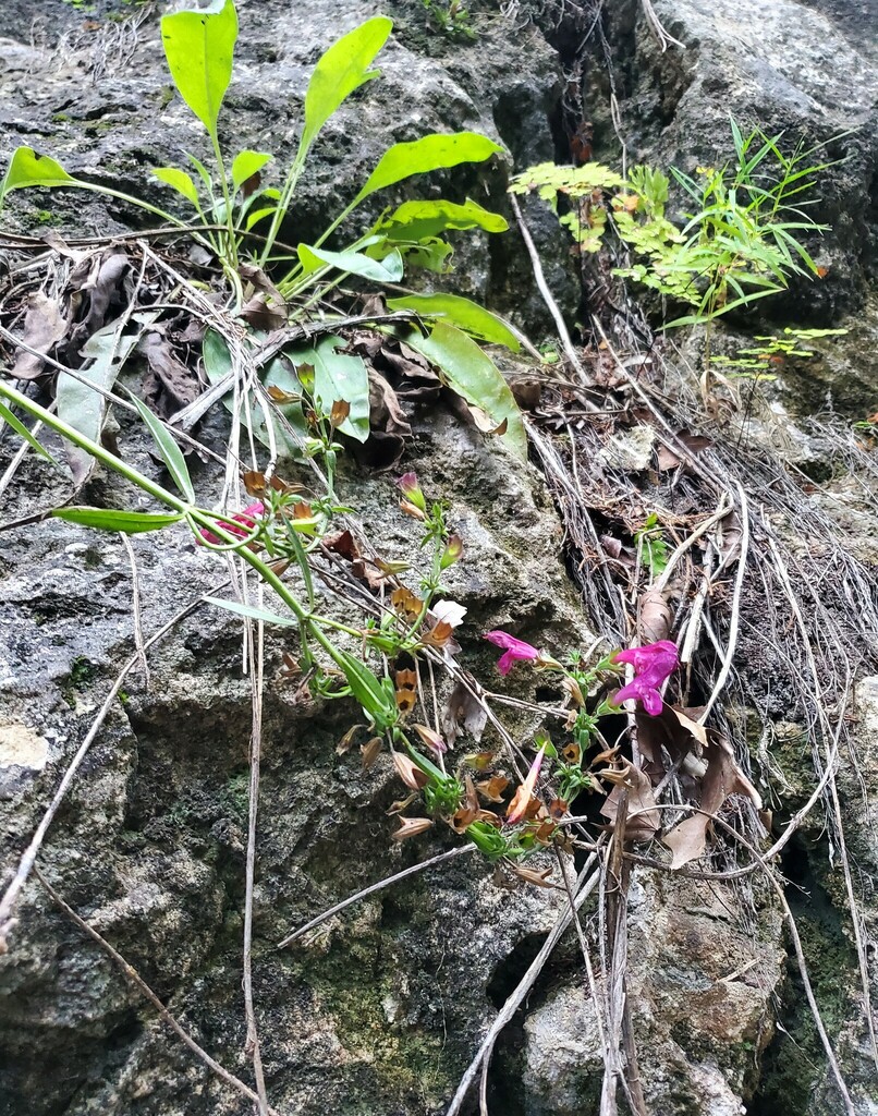 big red sage in August 2024 by Eric Keith · iNaturalist