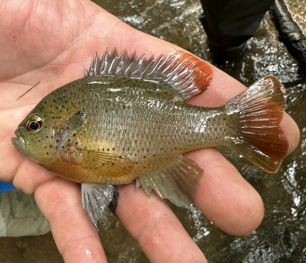 Redspotted × Spotted Sunfish from Terrapin Creek, Co. Rd. 8, Cherokee ...