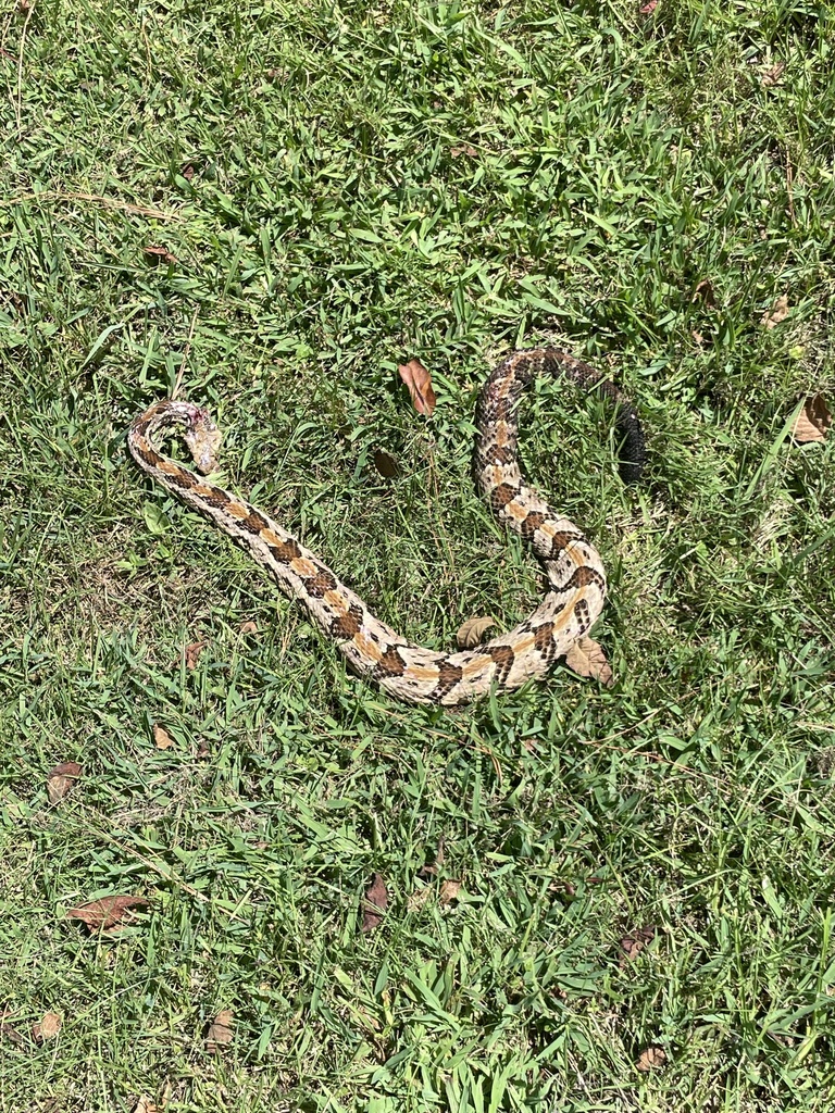 Timber Rattlesnake from Ebenezer Rd, Lexington, MS, US on August 17 ...