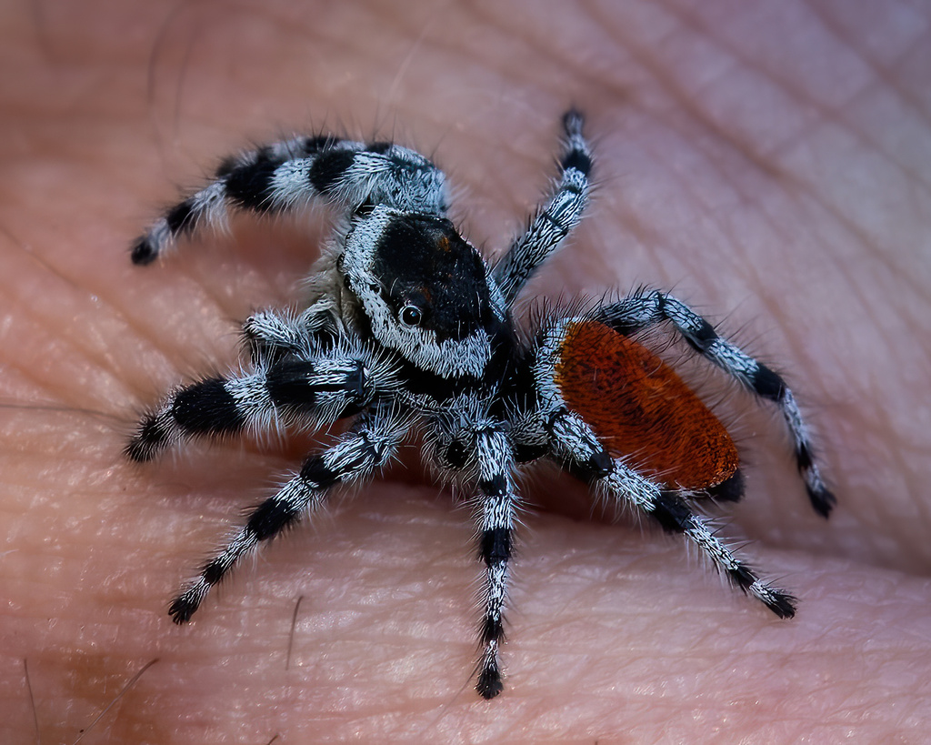 Tyrell's Tufted Jumping Spider from Hill County, MT, USA on August 17 ...