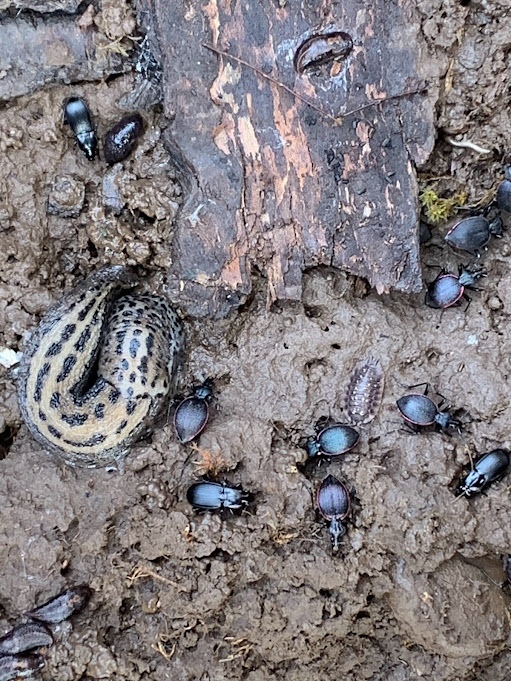 Leopard Slug from Mt Pisgah, Oregon 97455, USA on February 18, 2023 by ...