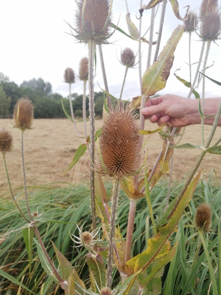 wild teasel from Donnington, Oxford, UK on August 15, 2024 at 05:12 PM ...