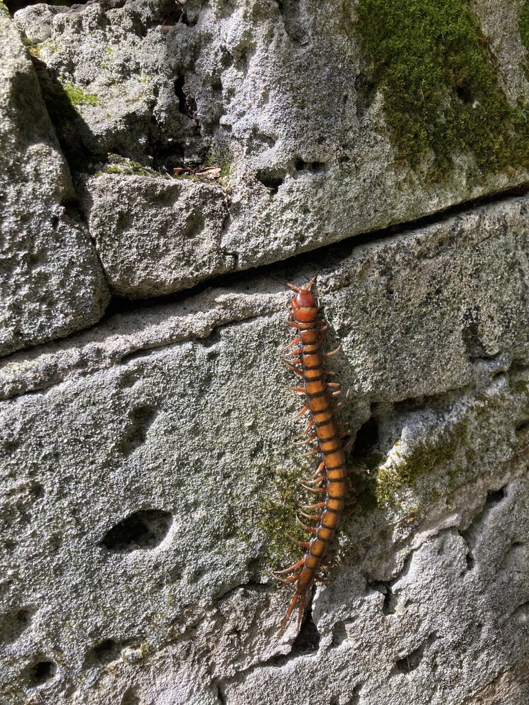 Pacific Giant Centipede from Main Island, Bermuda, BM on August 18 ...