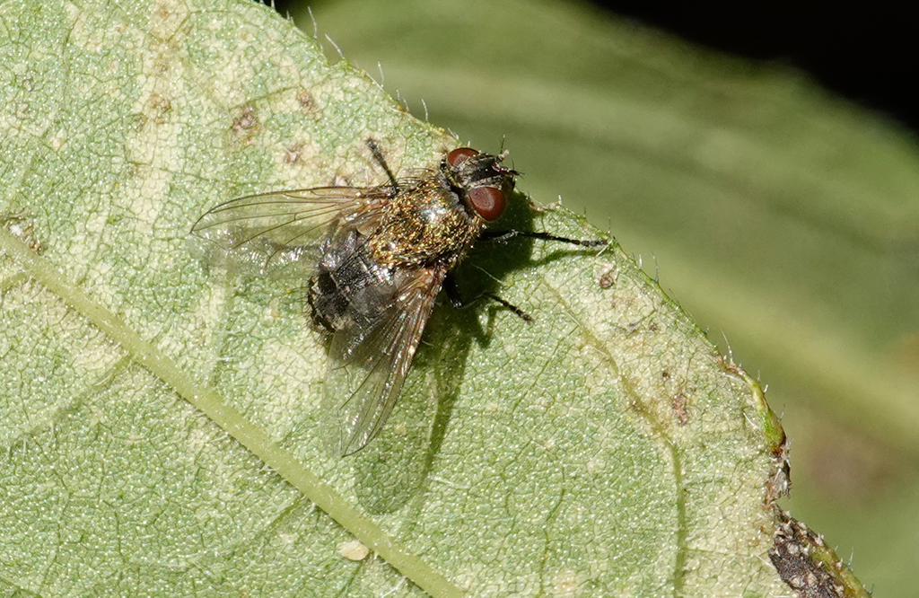 Bot Flies, Blow Flies, and Allies from 11 Seymour Ave, Toronto, ON M4J ...