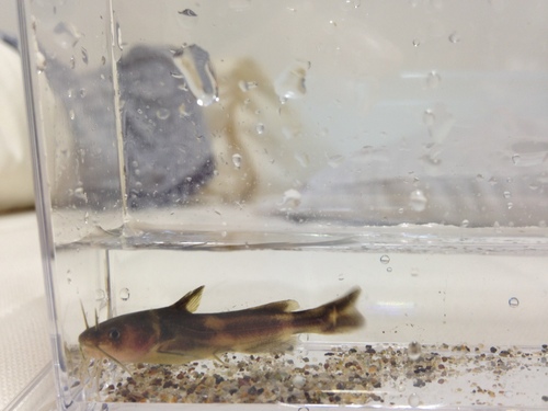 Cuttail Bagrid Catfish (Tachysurus tokiensis) · iNaturalist