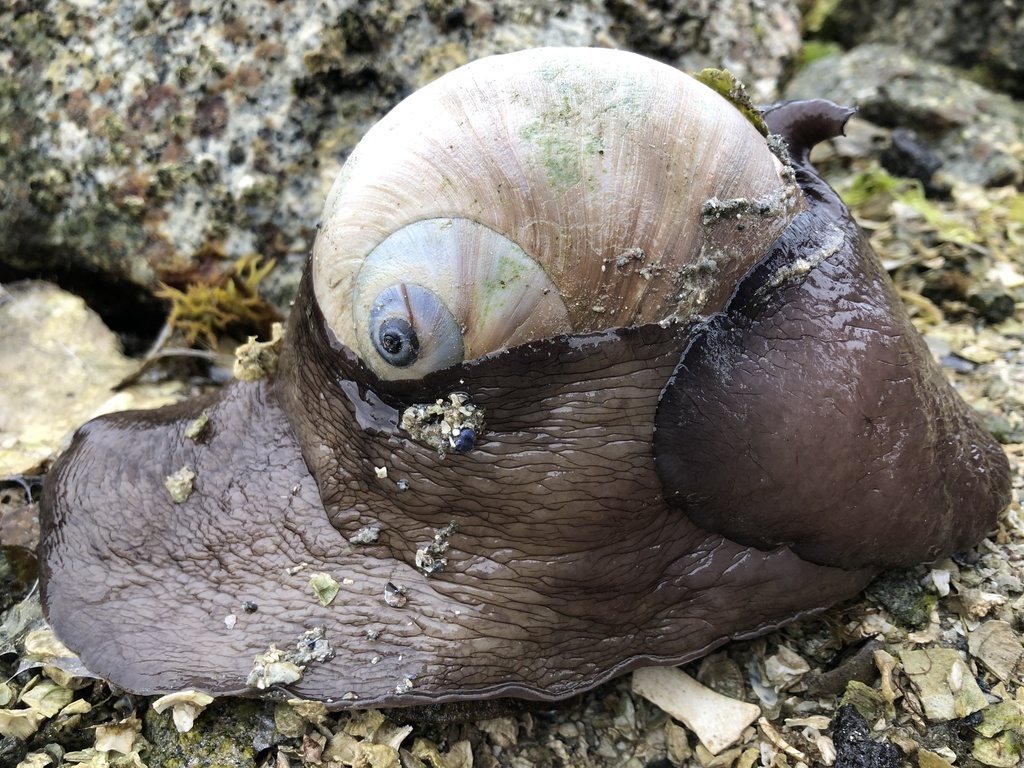 Lewis's Moon Snail from Saanich Inlet, North Saanich, BC, CA on August ...