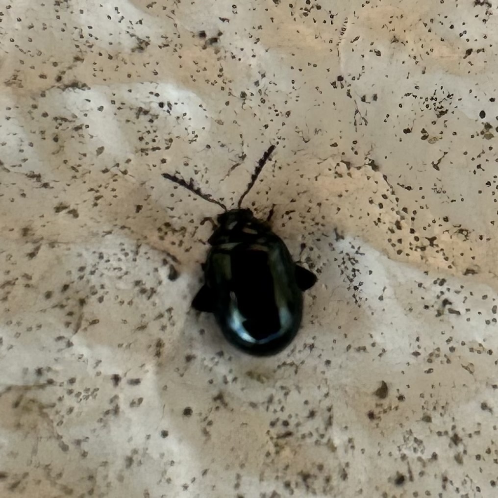 Nonarthra cyanea in August 2024 by アリグモ. ノミハムシの仲間と思われる種です · iNaturalist