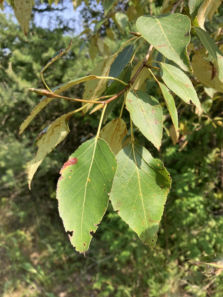 balsam poplar in August 2024 by shagbarkben · iNaturalist