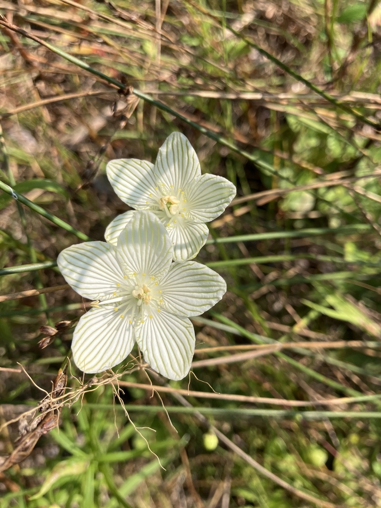 fen grass of Parnassus in August 2024 by shagbarkben · iNaturalist