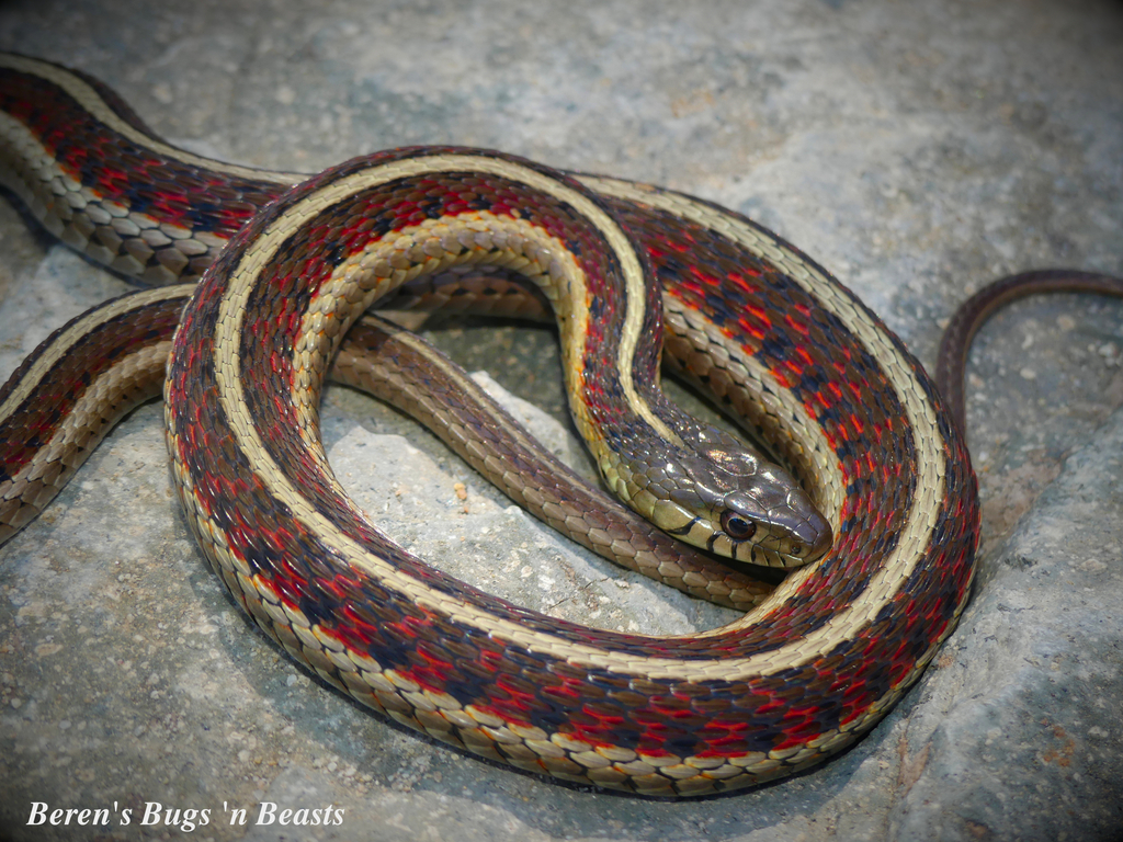 Red-sided Garter Snake (Thamnophis sirtalis parietalis) - Snakes and ...