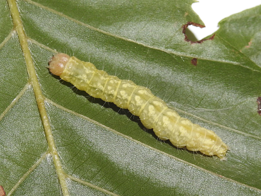 Eclipsed Oak Dagger from Town of Rockingham, VT, USA on August 18, 2024 ...