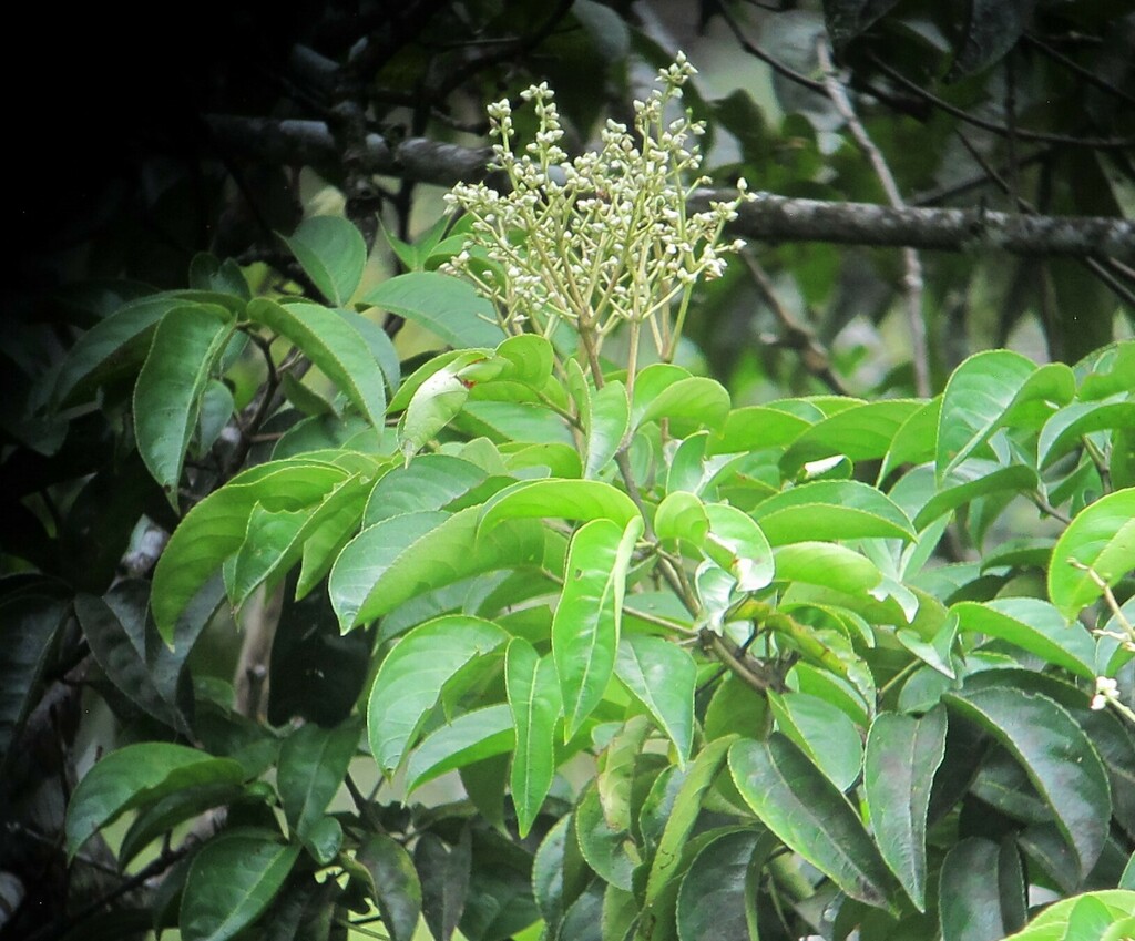 bladdernut family from Sonsón, Antioquia, Colombia on August 6, 2024 at ...
