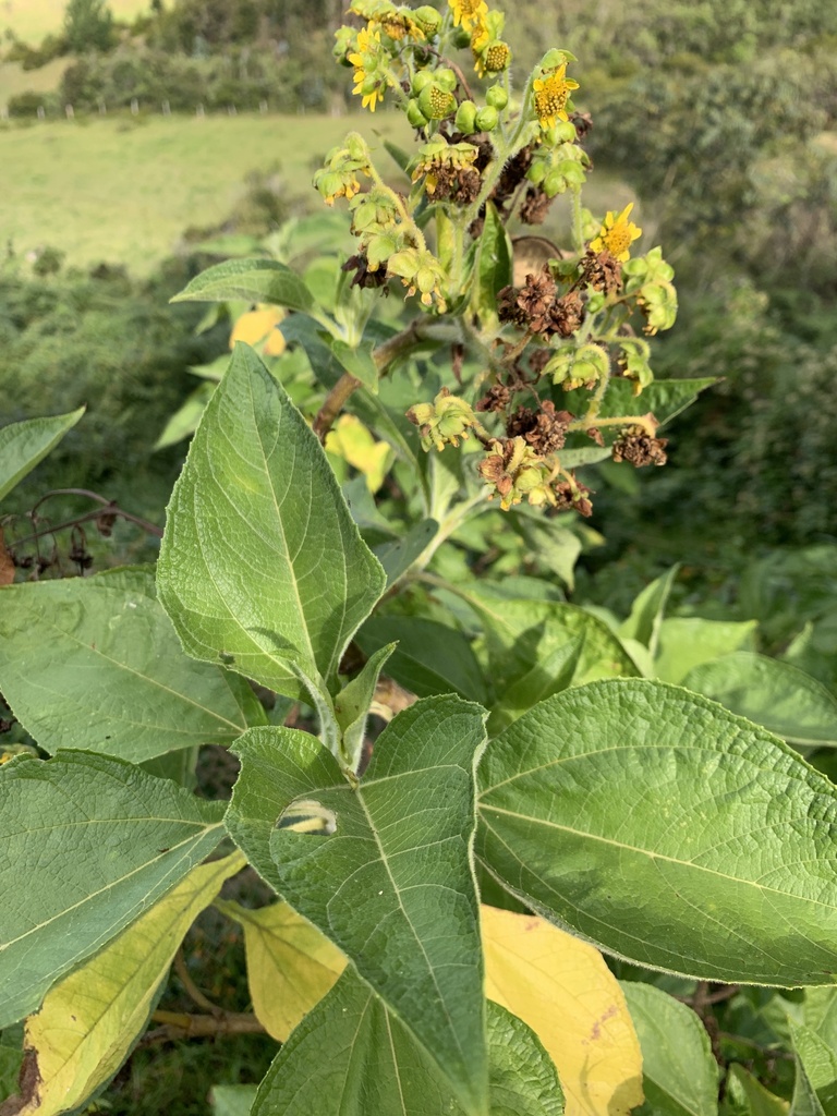 Smallanthus pyramidalis from Tuta, Tuta, Boyacá, CO on August 18, 2024 ...