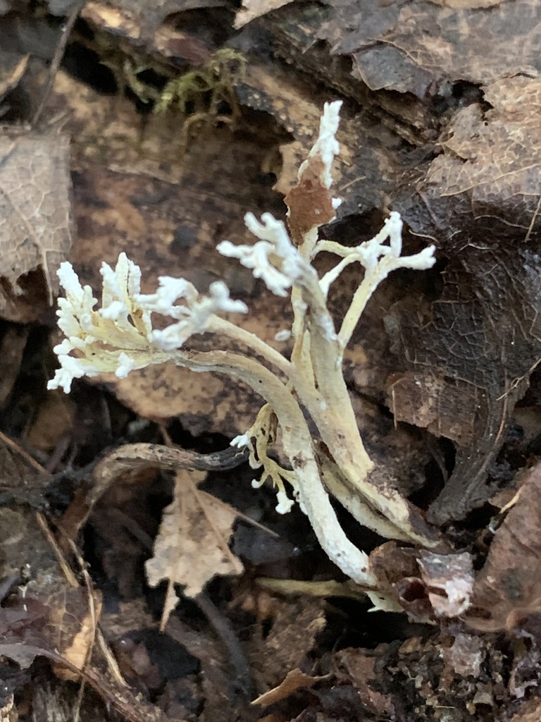 Cordyceps tenuipes from Hoosier National Forest, West Baden Springs, IN ...
